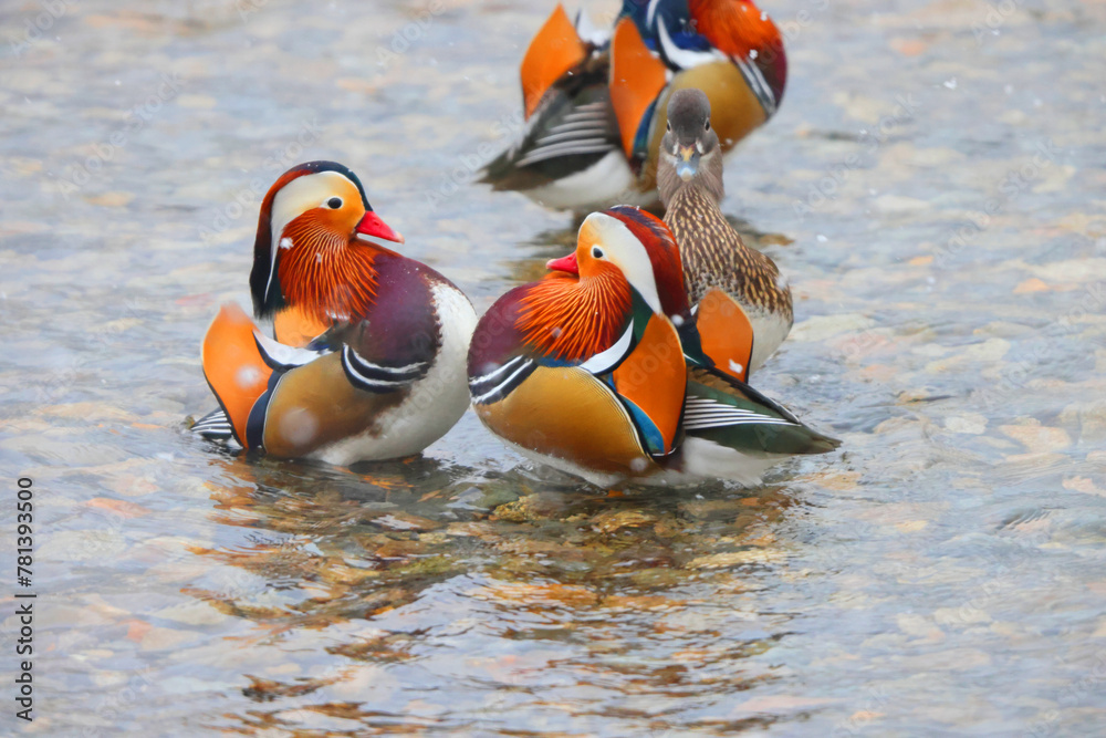 The mandarin duck (Aix galericulata) is a perching duck species native ...