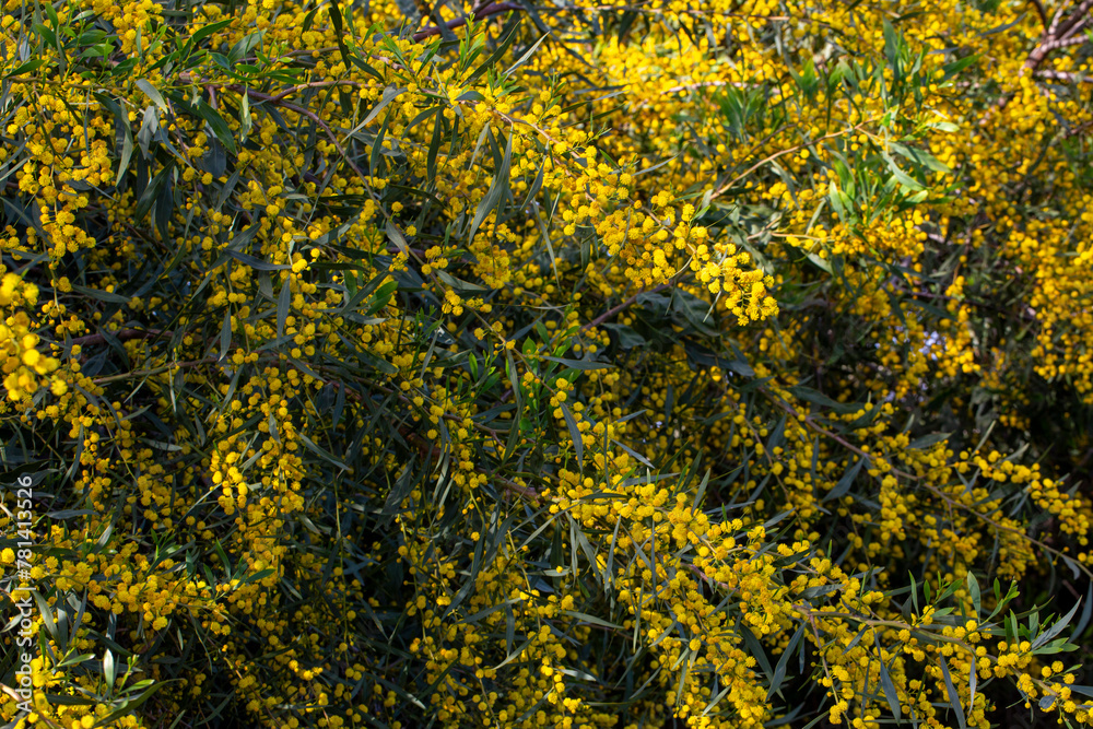 Acacia dealbata o retinodes, Silver Acacia, is a perennial ...