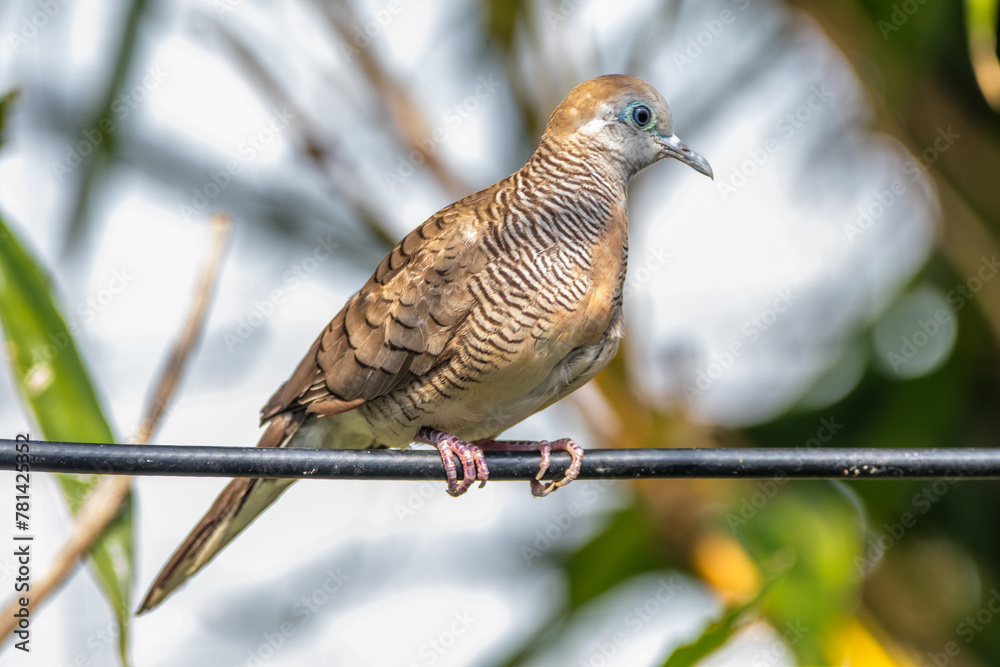 The zebra dove (Geopelia striata), also known as the barred ground dove ...