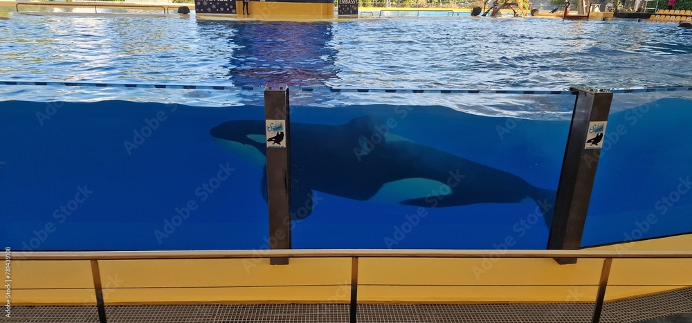 orcinus orca in Loropark Tenerife, orca, or killer whale, is a toothed ...