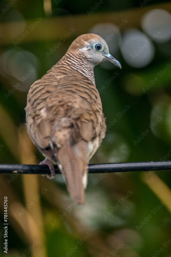 The zebra dove (Geopelia striata), also known as the barred ground dove ...