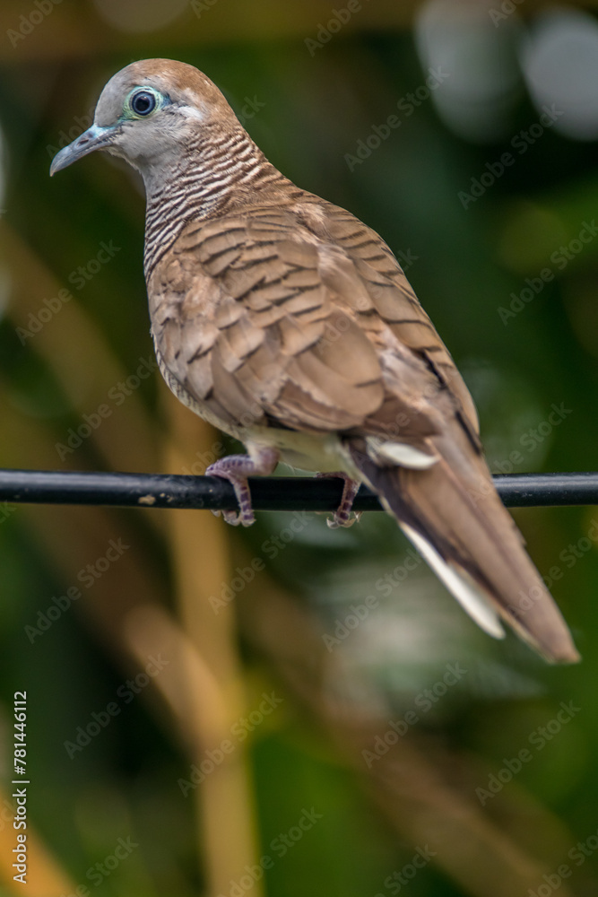 The zebra dove (Geopelia striata), also known as the barred ground dove ...