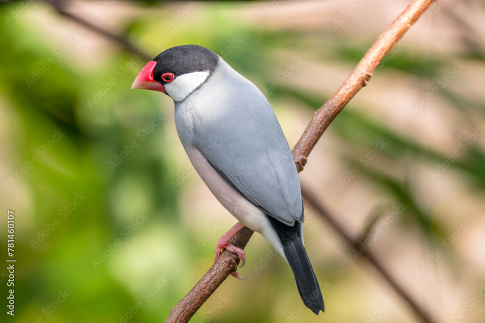 The Java sparrow (Lonchura oryzivora), also known as Java finch, Java rice sparrow or Java rice ...