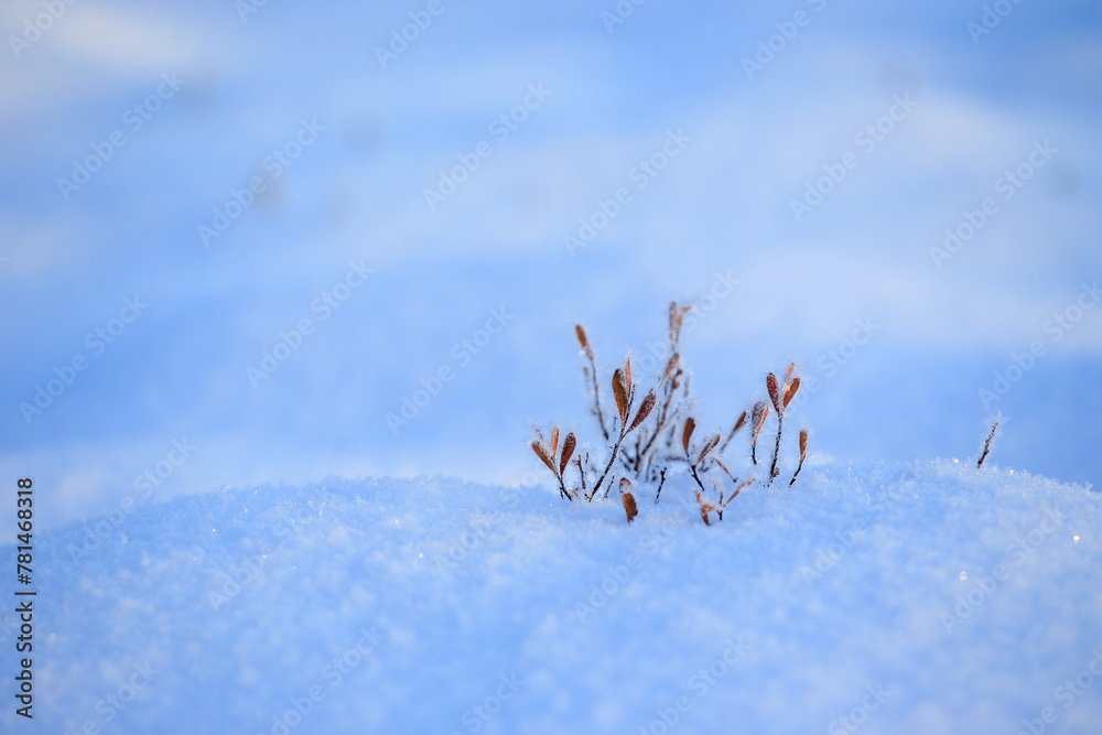 The bog-myrtle (Myrica gale) at Gule-/Stavikmyrane nature reserve in ...