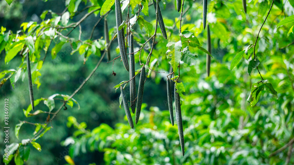 Wrightia pubescens (Mentaok, Mentaos, Bintaos) plant. This plant grows ...