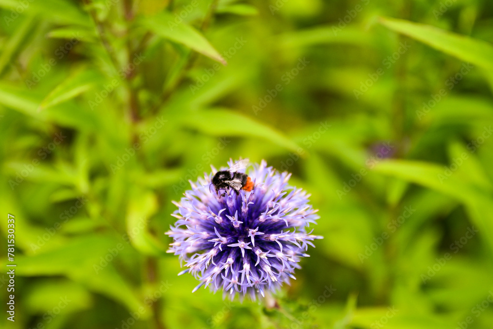 Bumblebee (Bombus lapidarius) pollinating the purple flower of a ...