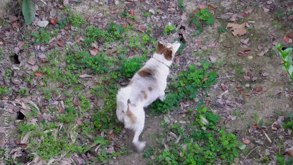 Witness the alert stance of a guard dog in Uttarakhand, India, poised ...