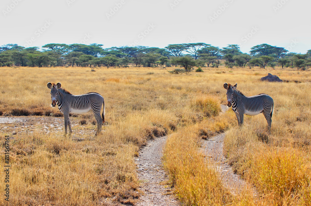 Two endangered Grevy's Zebras watch cautiously for danger at the safari ...