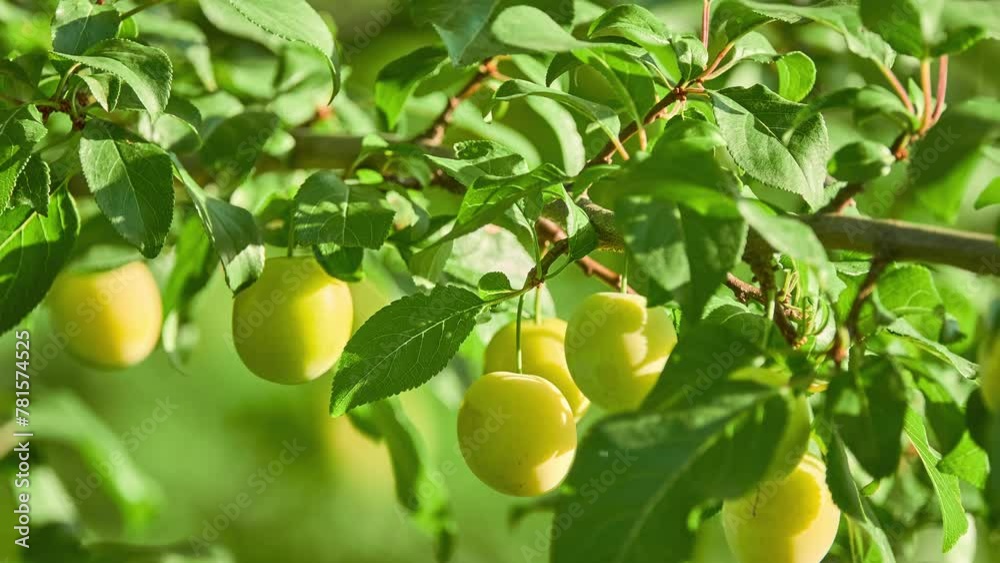 Vidéo Stock Prunus cerasifera is species of plum known by common names ...