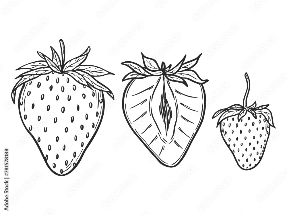 Vector strawberries set, line art drawing, hand drawn botanical outline ...
