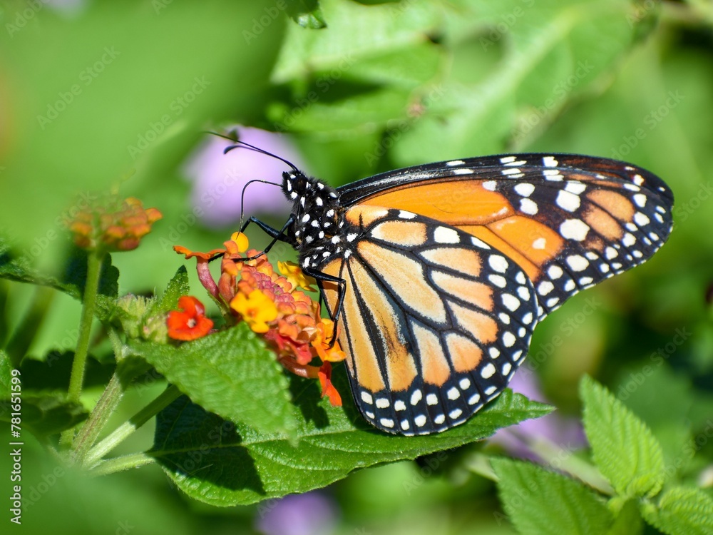 Monarch butterfly (danaus erippus, the sister species of Danaus ...