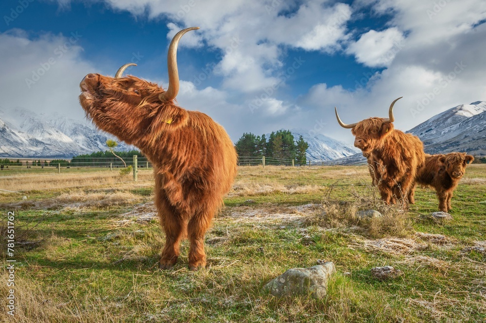 Scottish Highland Cattle, Kyloe, grazing, Ashburton Lakes, Ashburton ...