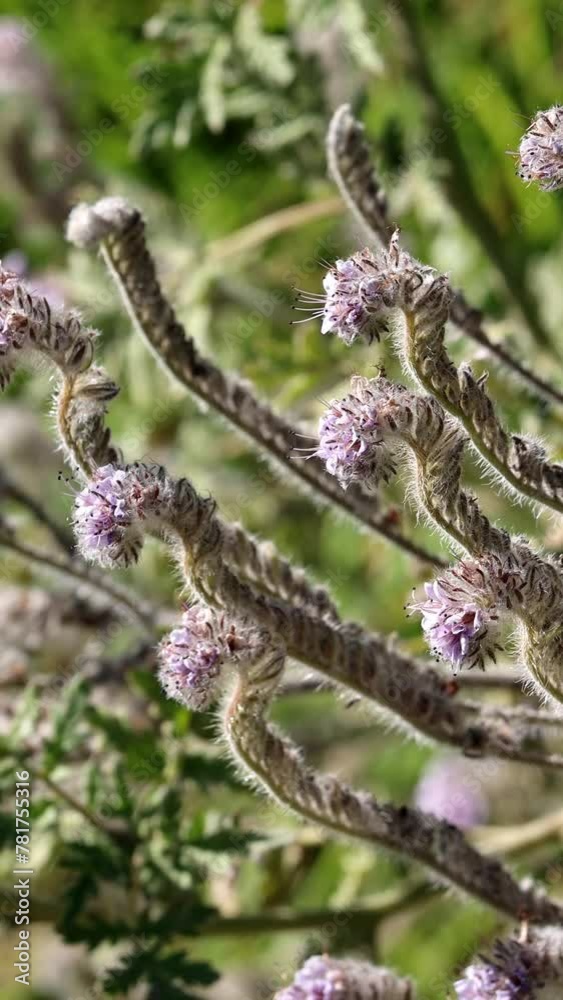 Hubby Scorpionflower, Phacelia Hubbyi, a lovely native monoclinous ...