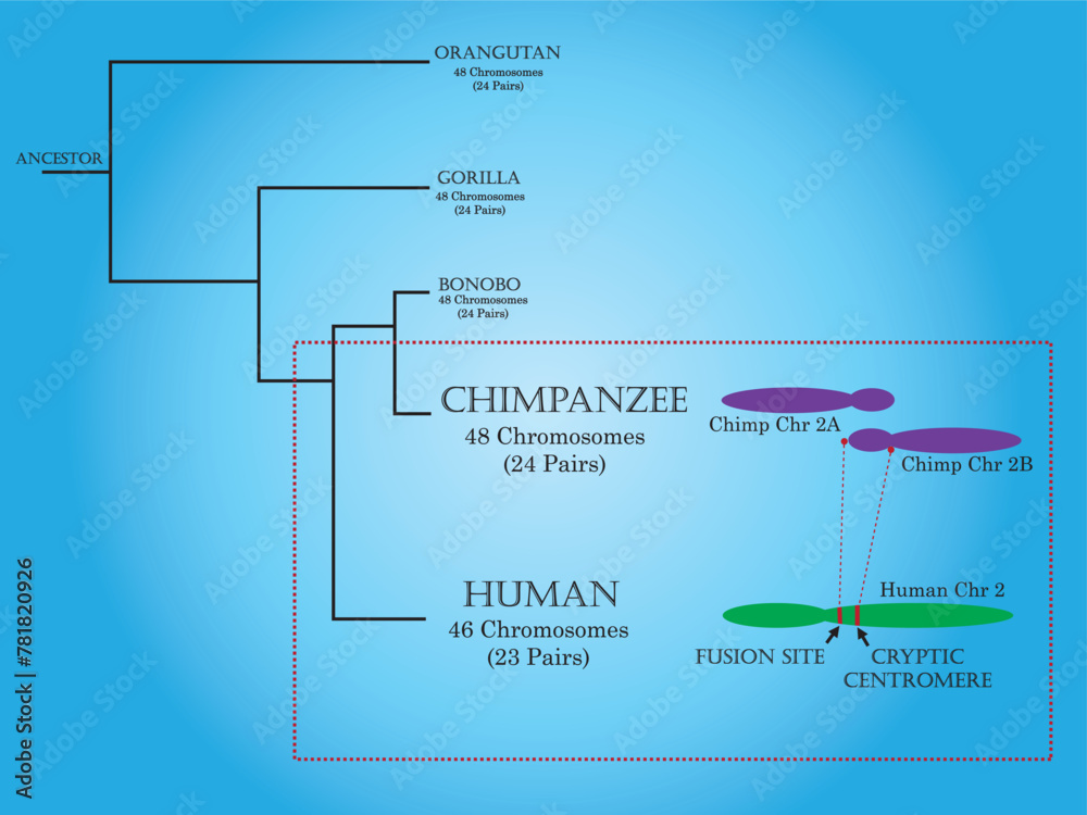 Evolution of humans via phylogenetics and differentiation between ...