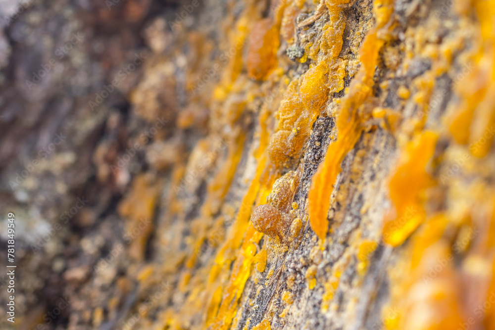 dripping pine resin, damaged tree trunk, resin coming out of a wound in ...