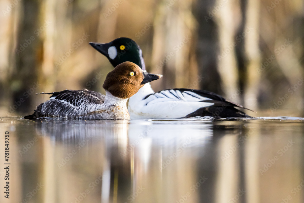 mating season of a pair of goldeneyes, Bucephala clangula, mating ...