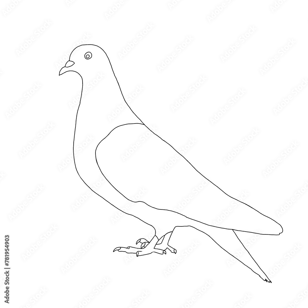 Pigeon Outline | Pigeon Line Art | Pigeon Illustration Stock ...