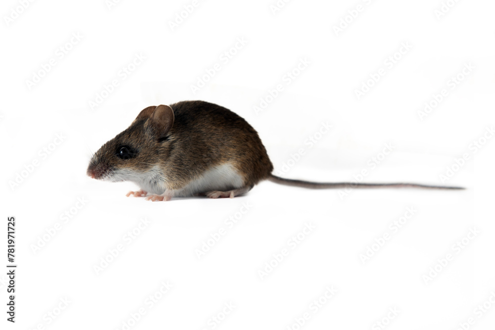 Theriology and deratization. Wild forest and field mice (Apodemus and ...