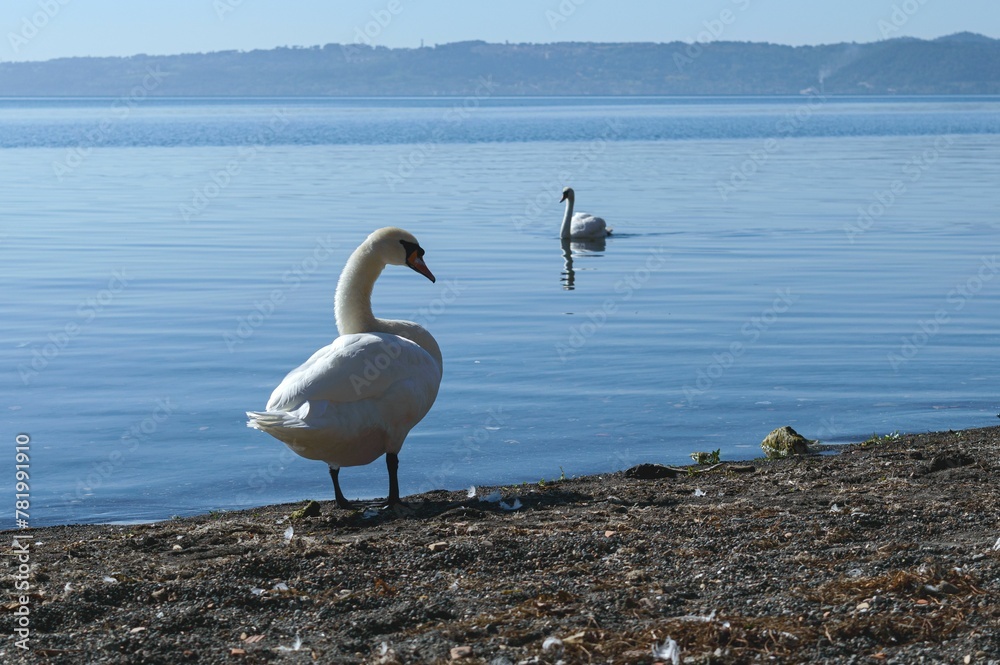 Beautiful shot of swans by Bracciano's Lake near Rome, Italy Stock ...