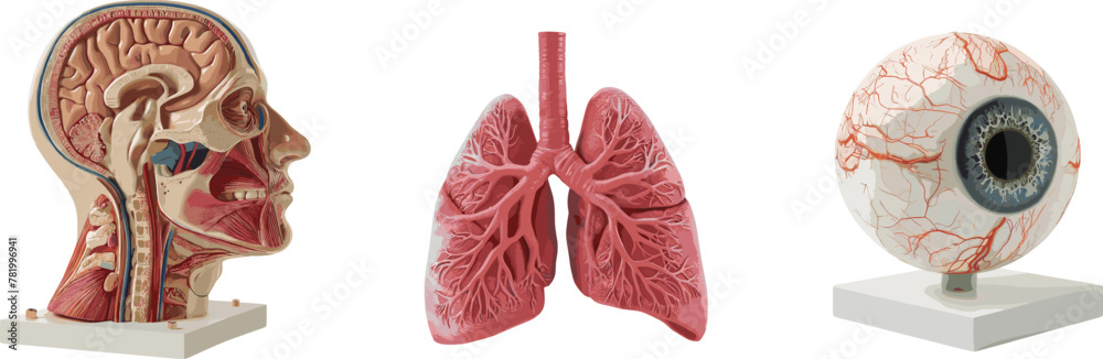 Vetor de Human Head Cross Section, Lungs, and Eyeball Anatomy ...