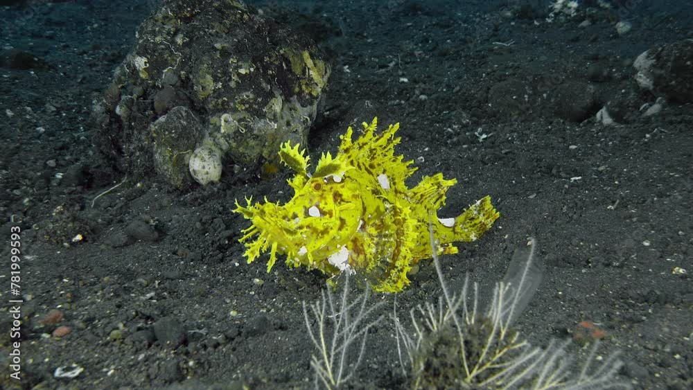 A bright yellow fish sits on the bottom of a tropical sea, swaying from ...