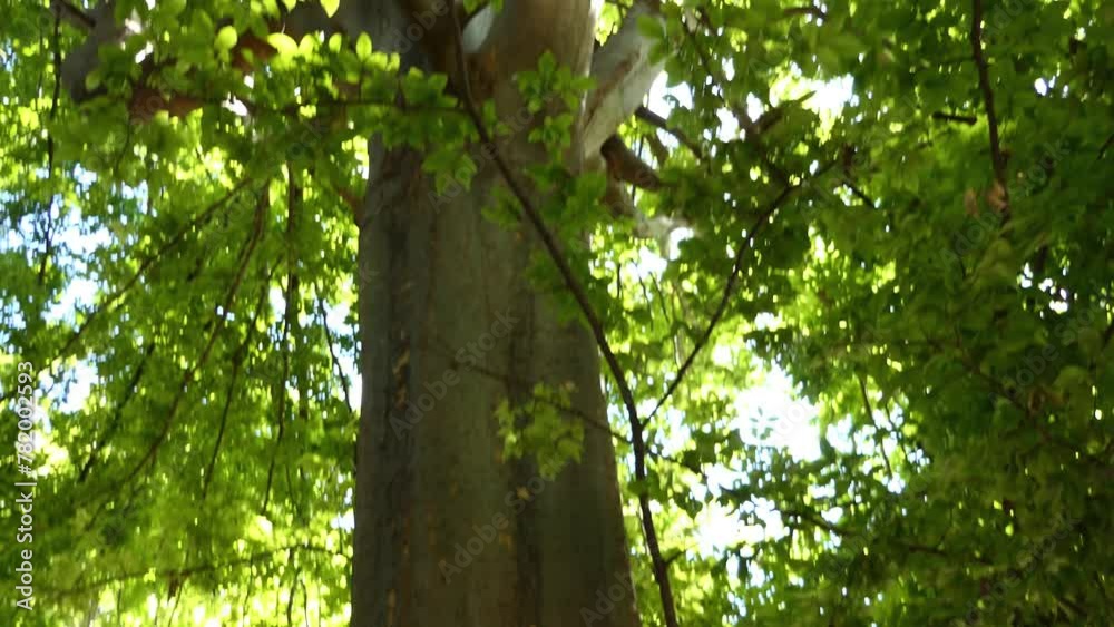 Jacaranda mimosifolia (blue jacaranda, black poui, or as the fern tree ...