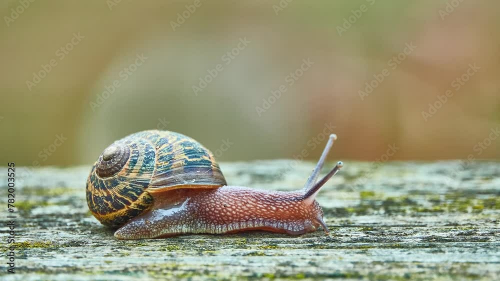 Helix pomatia, common names Roman snail, Burgundy snail, edible snail ...
