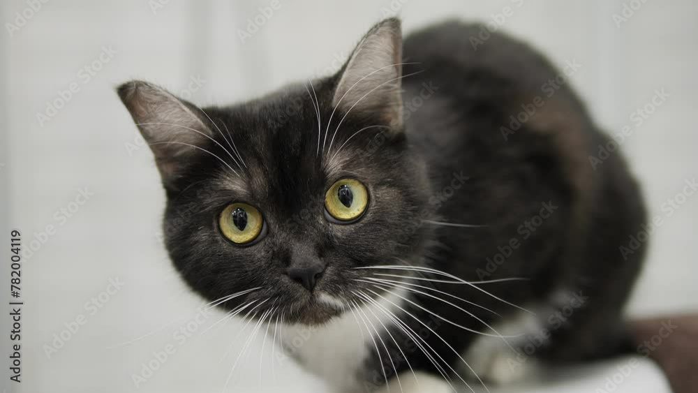 Vidéo Stock Intensely staring with wide open eyes black cat fixes its ...