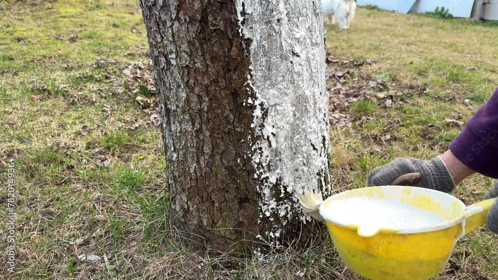 Vidéo Stock Whitewashing an old apple tree with a brush close-up ...