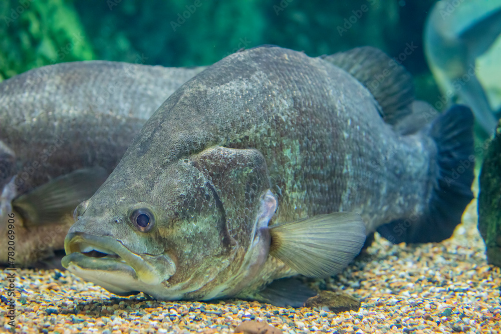 The Nile perch (Lates niloticus) is a species of freshwater fish. It is ...