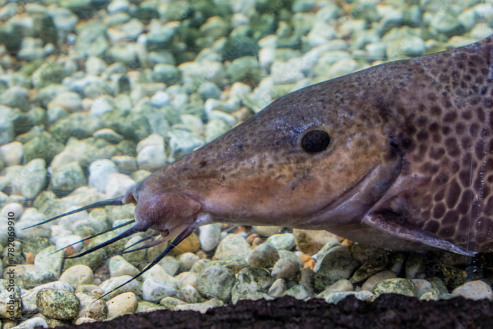 The giraffe catfish (Auchenoglanis occidentalis) is an African catfish ...