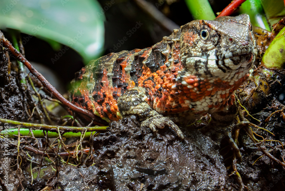 The Chinese crocodile lizard (Shinisaurus crocodilurus) is a ...