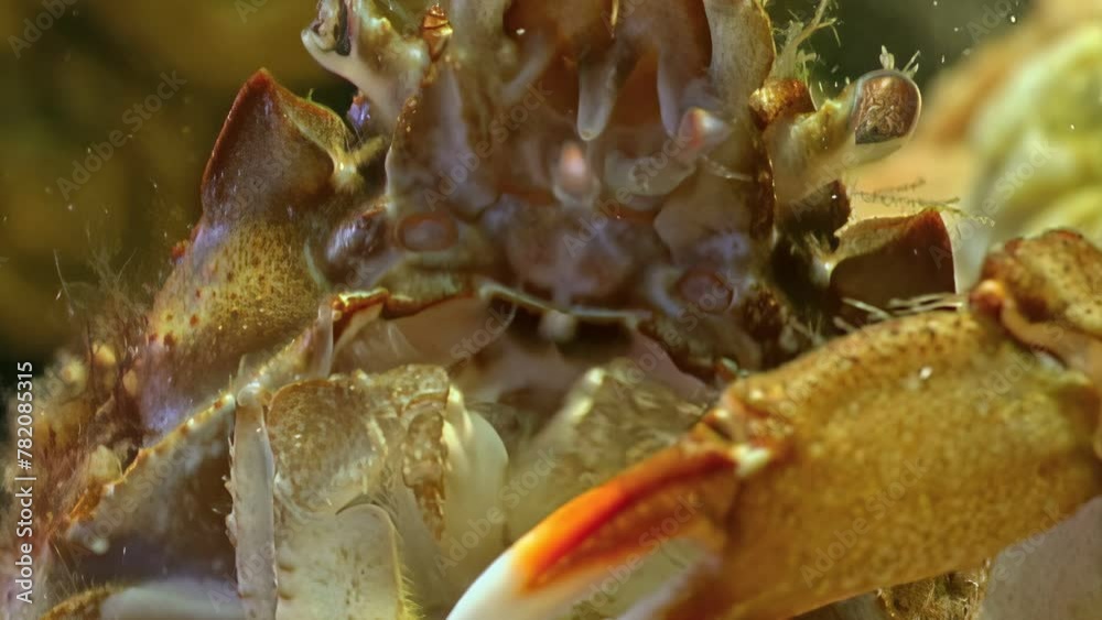 Close-up of crab mouth in clean, clear water of underwater White Sea ...