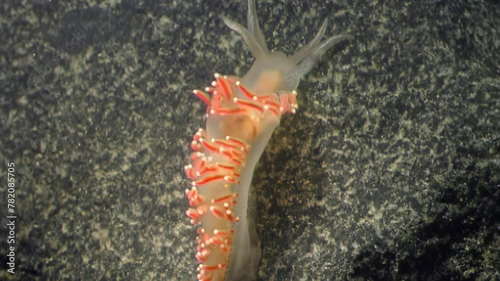Vidéo Stock Nudibranch sea slug Flabellina in clear water is source of ...