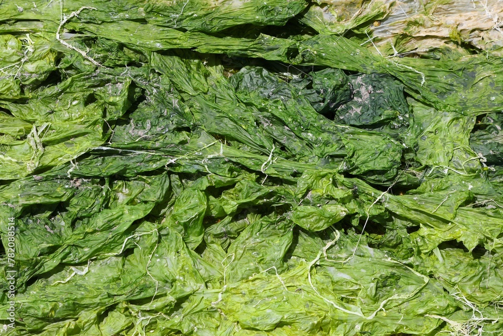 Chlorophyta green algae drying in sun Stock Photo | Adobe Stock