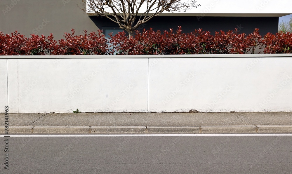 White plaster fence of modern house with red hedge on top. Gray wall on ...