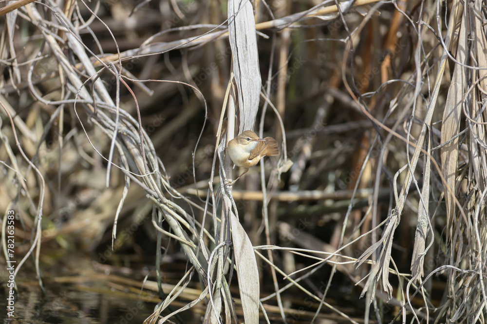 common reed warbler (Acrocephalus scirpaceus) filmed sitting on stems ...