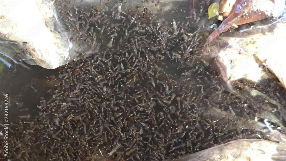 Mosquito larva hatching from egg raft hatching underwater macro footage ...