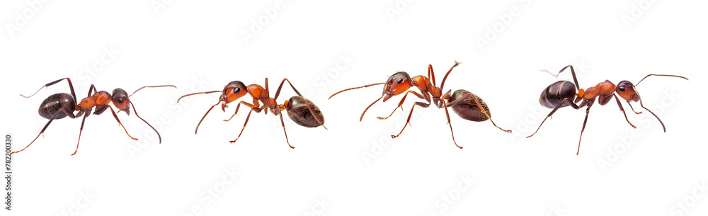Red ants on transparent background Stock Illustration | Adobe Stock