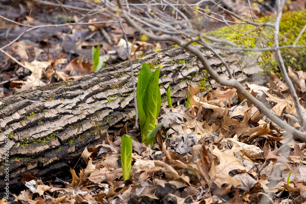 Skunk cabbage (Symplocarpus foetidus) is one of the first American ...
