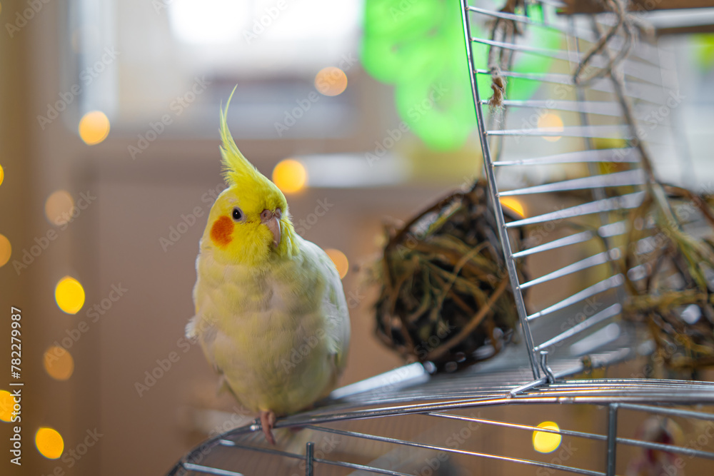 Yellow cockatiel parrot.Cute cockatiel.Home pet parrot.The best ...