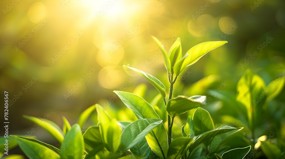 Greening the Landscape Fresh Growth in Agriculture , green new plants ...