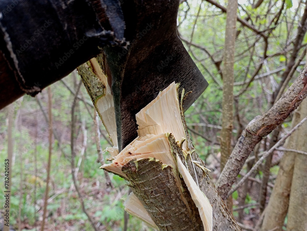 Trees are cut with an axe. A metal ax is stuck in a thin tree trunk ...