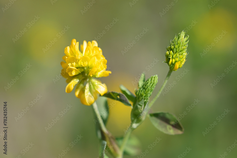 Trifolium aureum, commonly known as Large Hop Trefoil, Golden clover or ...