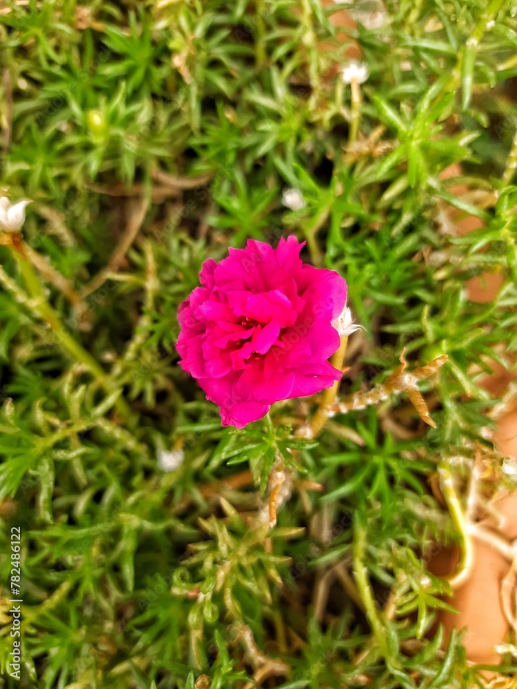 Moss-rose purslane, Portulaca grandiflora flower,rose moss, eleven o ...