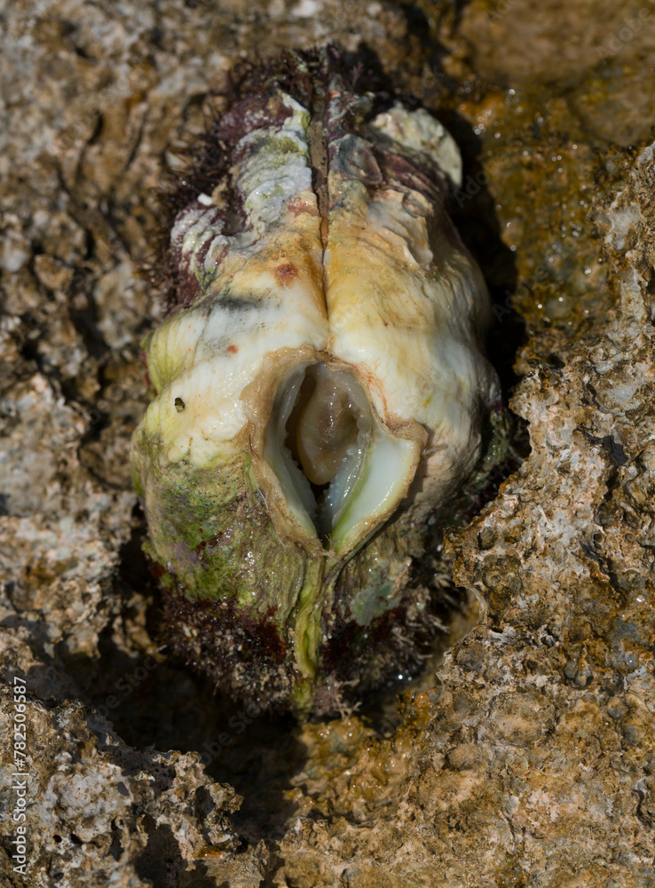 The maxima clam (Tridacna maxima), also known as the small giant clam ...