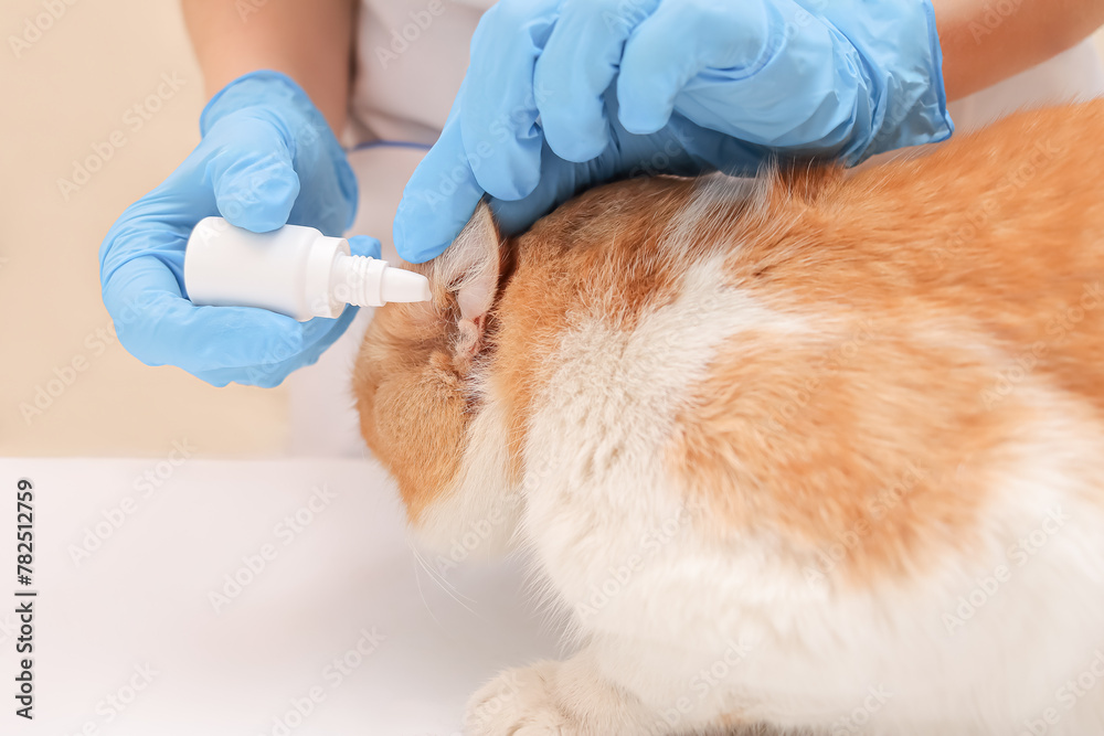 The veterinarian instills special ear drops for animals in the cat's ...