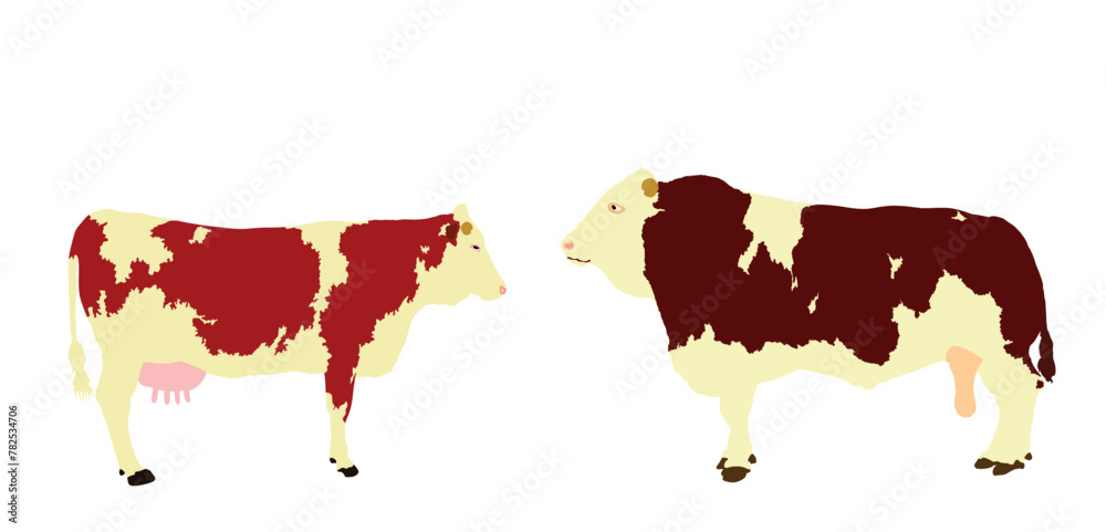 Simmental cow and bull couple vector illustration isolated on white ...