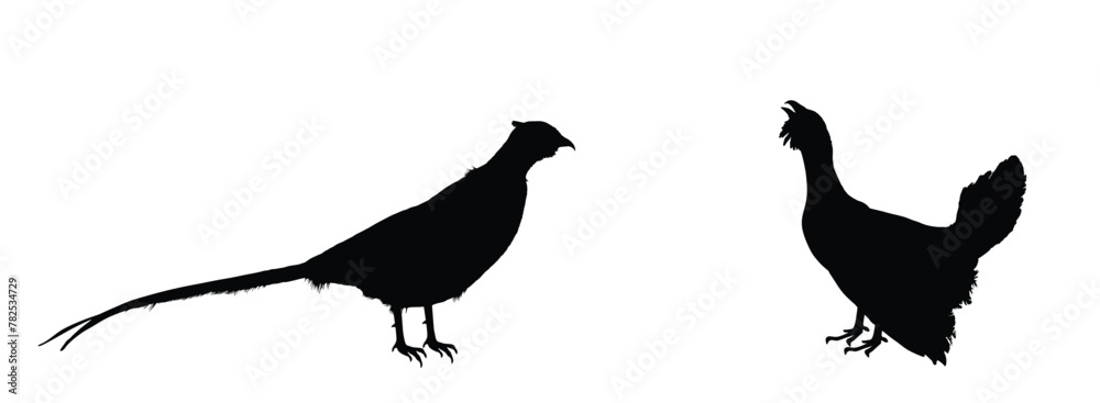 Shadow male pheasant against grouse shape vector silhouette ...