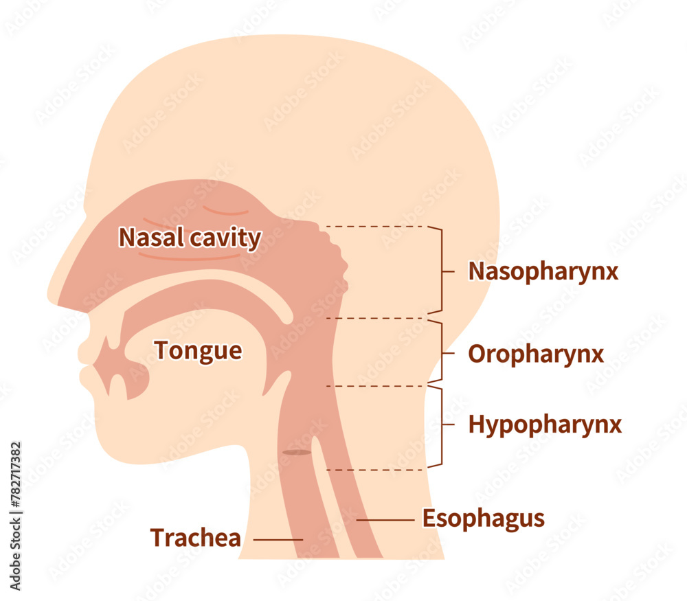 Vetor de Illustration of nasal cavity and pharyngeal anatomy from ...